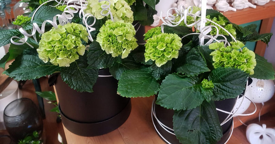 Home [www.suse-life.de]